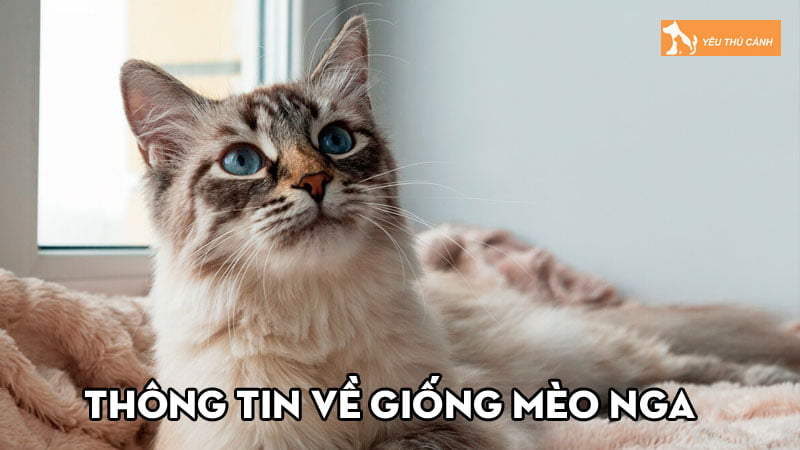 Tất tần tật những thông tin về giống mèo Nga siêu đẹp | Thucanh