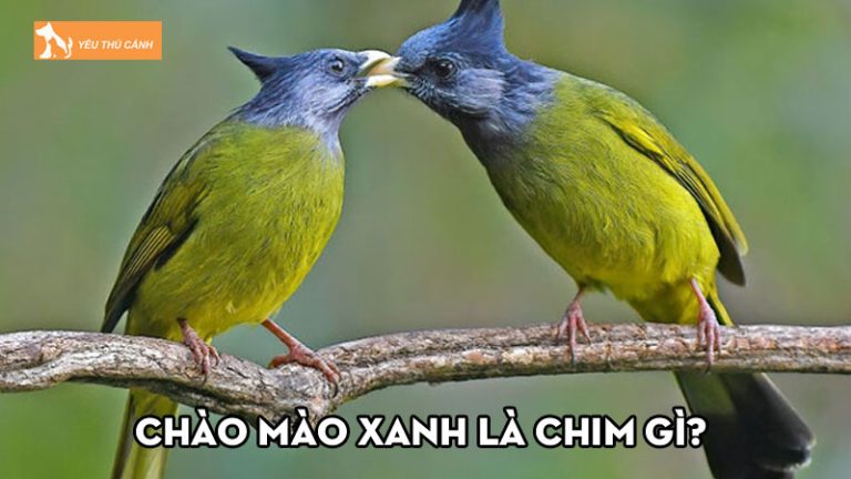 Chào mào cui là gì? Kinh nghiệm chăm sóc chủ nuôi nên biết | Thucanh