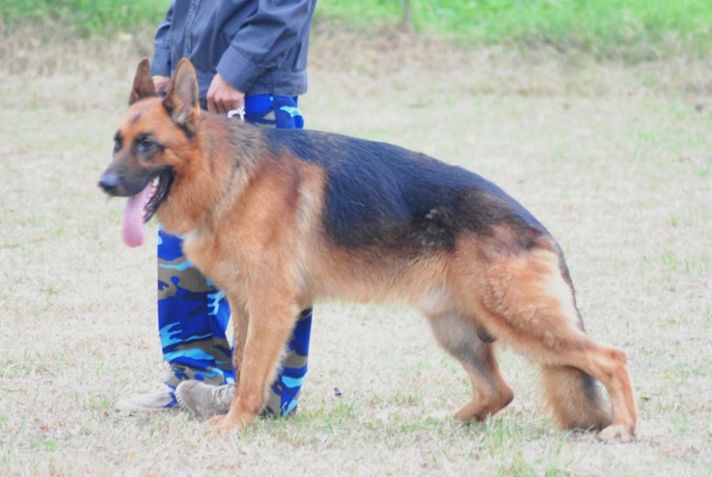 Chó Becgie lai | Đặc điểm các giống nổi bật và cách chăm sóc | Thucanh