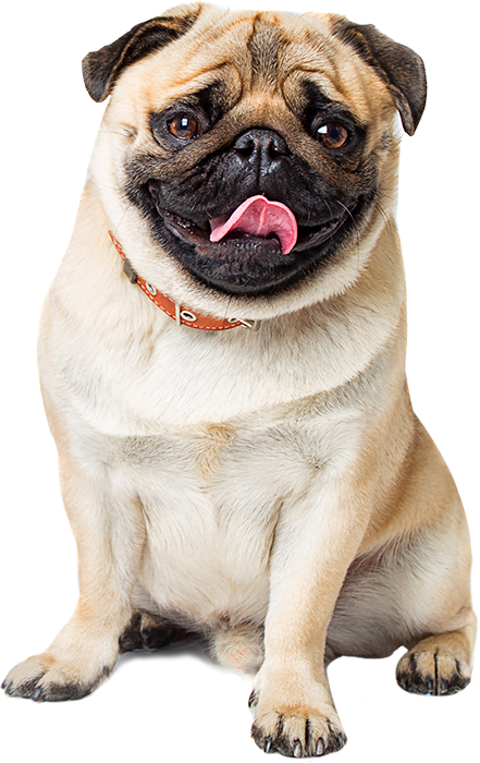 Chó Pug là chó gì? Đặc điểm và cách chăm sóc chó khỏe mạnh | Thucanh