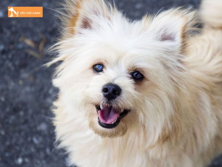 Đặc điểm chó Poodle lai Phốc Sóc và cách nuôi chúng hiệu quả | Thucanh