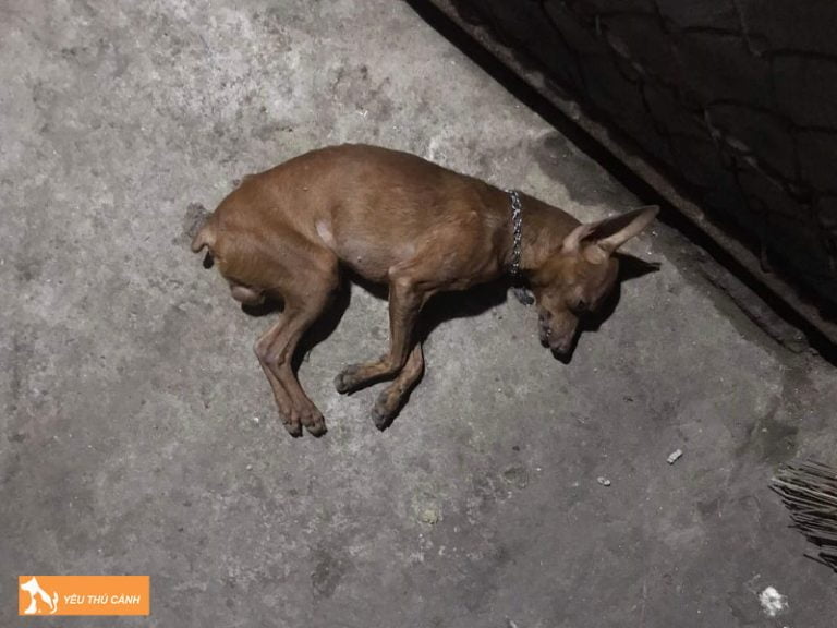 Chó bị chết là điềm gì? Con số đề nào phù hợp nên đánh? | Thucanh