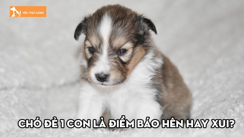 Chó đẻ 1 con là điềm báo hên hay xui? Con số nên đánh là gì | Thucanh