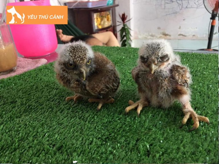 Cú mèo cảnh - Kỹ thuật nuôi và giá bán hiện nay như thế nào | Thucanh
