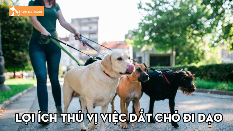 Lợi ích thú vị việc dắt chó đi dạo và một số lưu ý nên biết | Thucanh