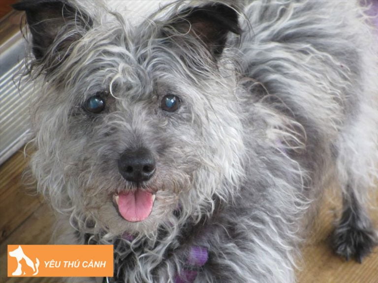 Chó Poodle lai và những đặc trưng nhận biết căn bản | Thucanh