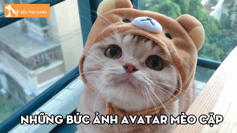 Những bức ảnh avatar mèo cặp cực cute và đáng yêu cho các couple