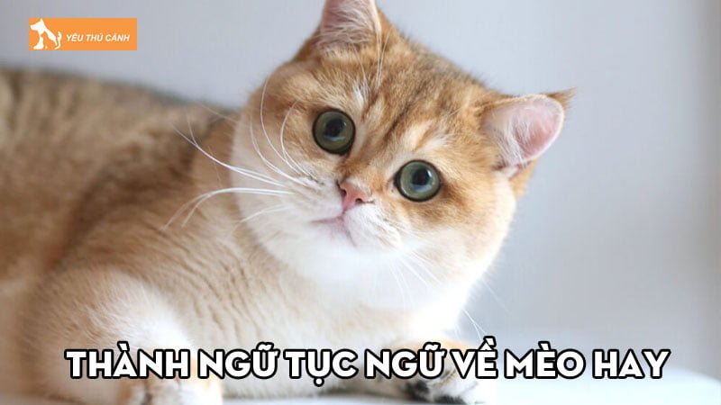 Thành ngữ tục ngữ về mèo hay và ý nghĩa như thế nào? | Thucanh