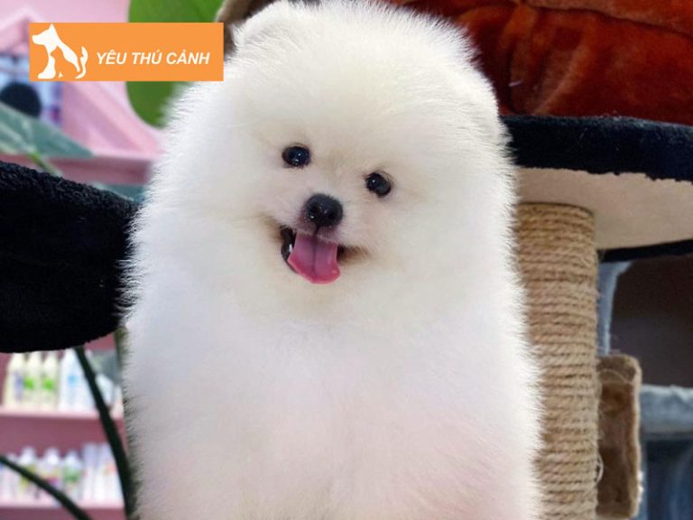 Chó trắng mũi đỏ sinh vật huyền bí đáng sợ có nên nuôi không? | Thucanh