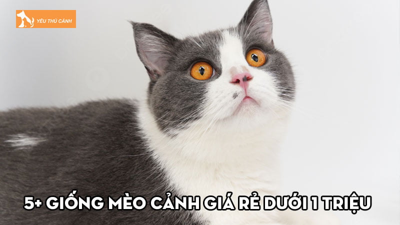 Bật mí 5+ giống mèo cảnh giá rẻ dưới 1 triệu đẹp, đáng mua