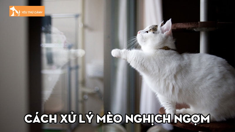 Biểu hiện và các cách xử lý mèo nghịch ngợm hữu hiệu nhất | Thucanh