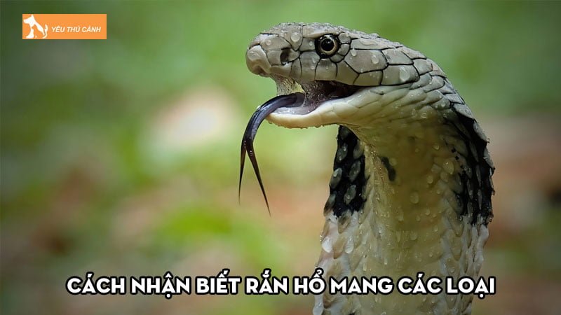 Cách nhận biết rắn hổ mang các loại qua đặc điểm ngoại hình | Thucanh