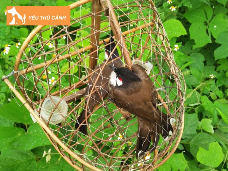 Bẫy chim chào mào - Các cách làm an toàn, hiệu quả bạn nên biết