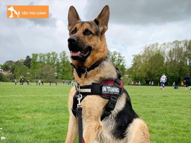 Chó Becgie lai | Đặc điểm các giống nổi bật và cách chăm sóc | Thucanh