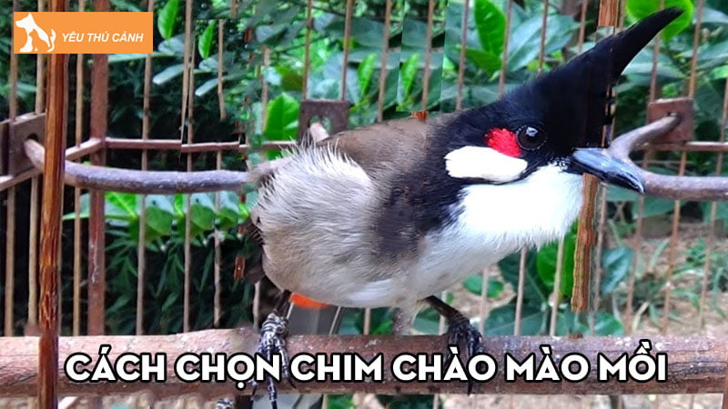 Cách chọn chim chào mào mồi đẹp và chuẩn nhất hiện nay | Thucanh