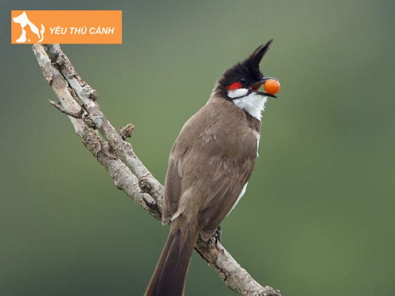 Chim chào mào ăn trái cây gì để hót hay? Cách nuôi mau hót tốt | Thucanh
