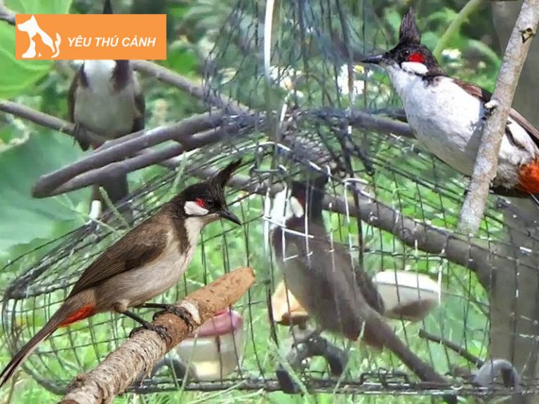 Chào mào bổi - Cách chọn lựa cực hay và thuần nhanh chóng hiện nay