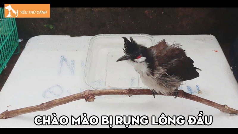 Chào mào bị rụng lông đầu - Cách điều trị và chăm sóc Chào mào