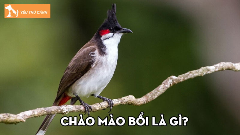 Chào mào bổi già là gì? Cách chọn Chào mào bổi già chuẩn nhất