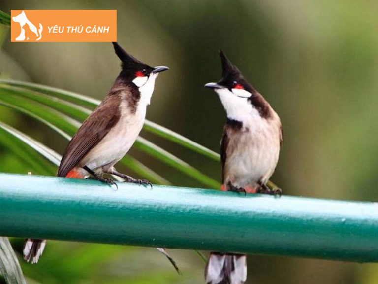 Nhận biết Chào mào thay lông và cách chăm sóc khi chào mào thay lông