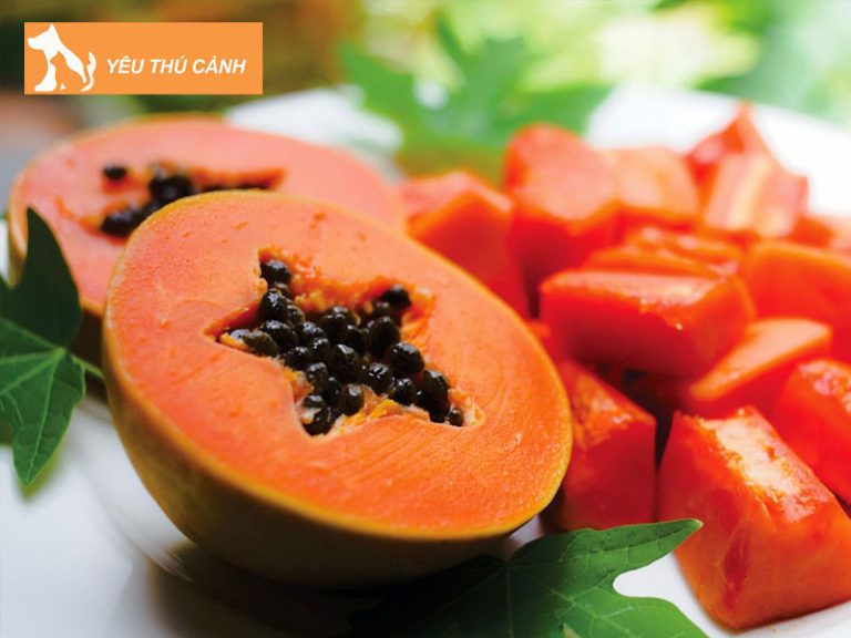 Chim chào mào ăn trái cây gì để hót hay? Cách nuôi mau hót tốt | Thucanh