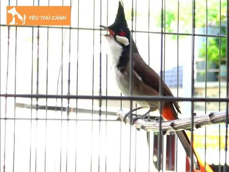 Chào mào bổi - Cách chọn lựa cực hay và thuần nhanh chóng hiện nay