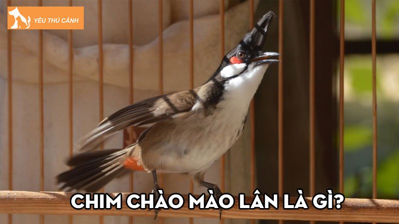 Chim Chào mào Lân là gì? Tiêu chí đánh giá Chào mào Lân Tê đấu giỏi