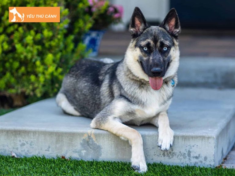 Chó Becgie lai | Đặc điểm các giống nổi bật và cách chăm sóc | Thucanh