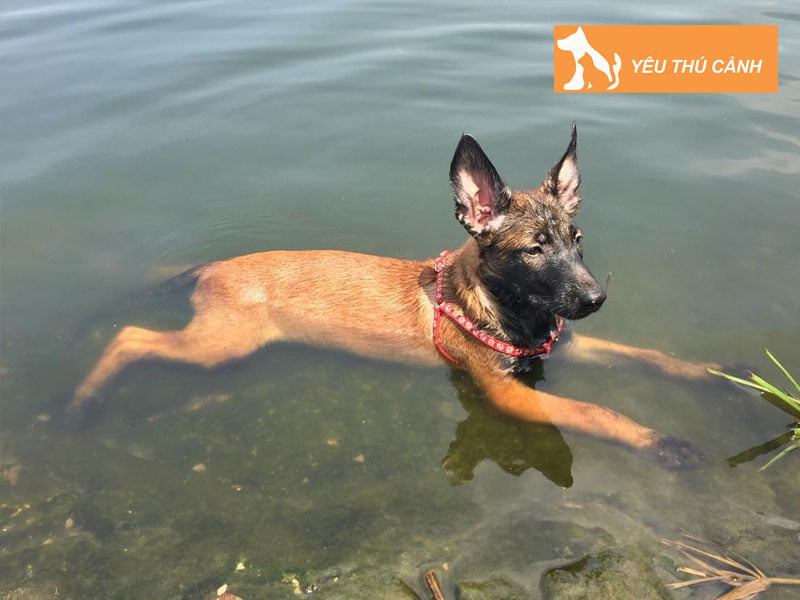 Chó Becgie lai chó cỏ có đặc điểm gì nổi bật? Giá bao nhiêu? | Thucanh