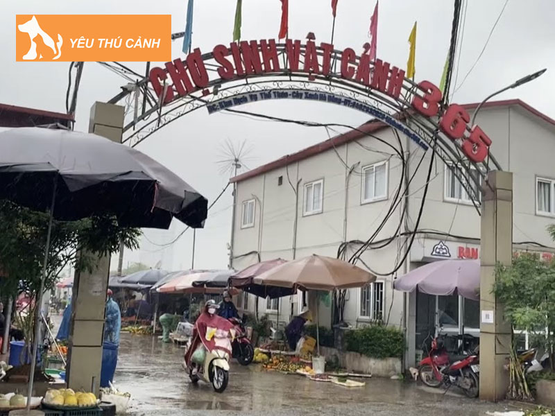 Phiên chợ chó mèo Hà Đông có gì hấp dẫn? Chợ chó mèo 365 Hà Đông