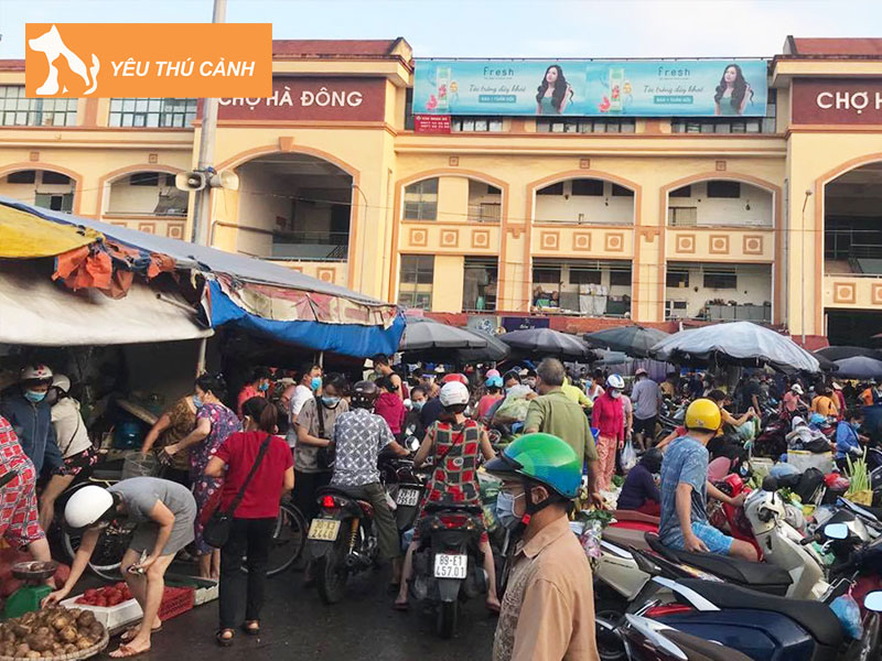 Phiên chợ chó mèo Hà Đông có gì hấp dẫn? Chợ chó mèo 365 Hà Đông