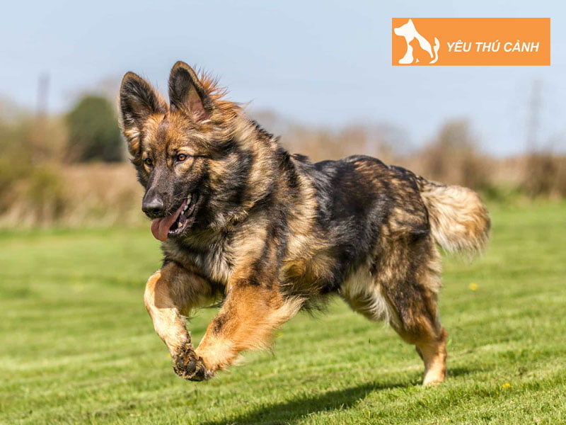 Chó Becgie lai chó cỏ có đặc điểm gì nổi bật? Giá bao nhiêu? | Thucanh