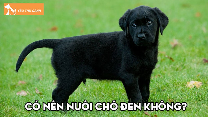 Giải đáp thắc mắc về việc có nên nuôi chó đen không? | Thucanh