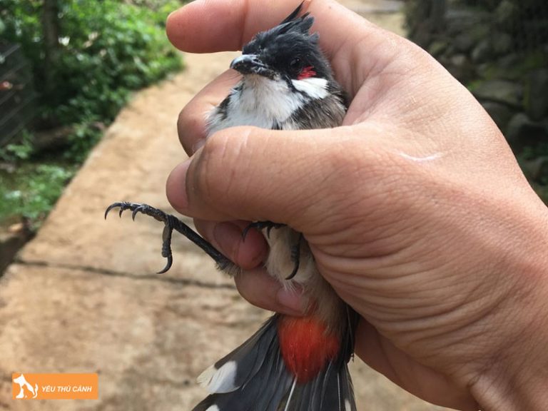 Cách tập chào mào bổi ăn cám hiệu quả cho người mới | Thucanh