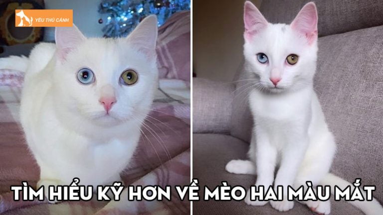 Tiểu sử Mèo Simmy là ai, bao nhiêu tuổi cập nhật mới nhất - Thucanh.vn ...