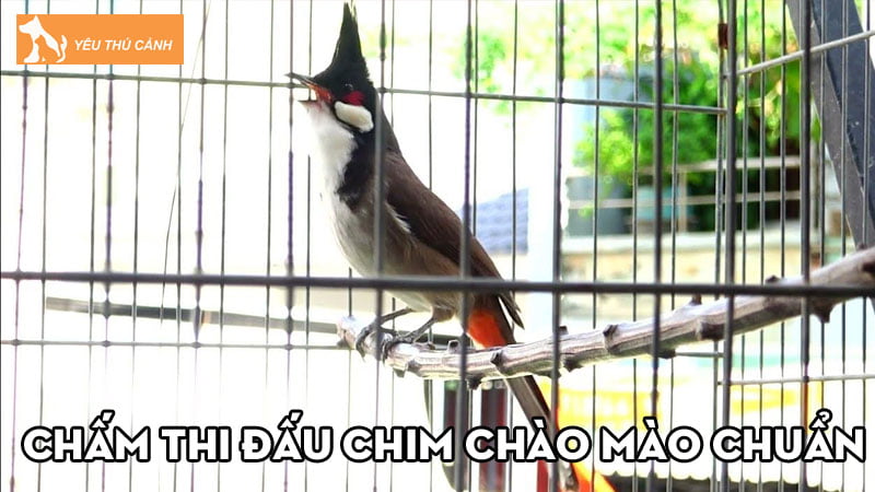 Những tiêu chí chấm thi đấu chim chào mào chuẩn nhất | Thucanh