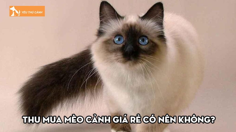 Thu mua mèo cảnh có nên không? Vài lưu ý cần được biết | Thucanh