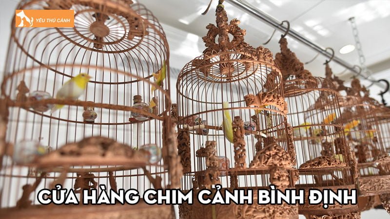 Top 7 cửa hàng chim cảnh Bình Định được yêu thích nhất | Thucanh