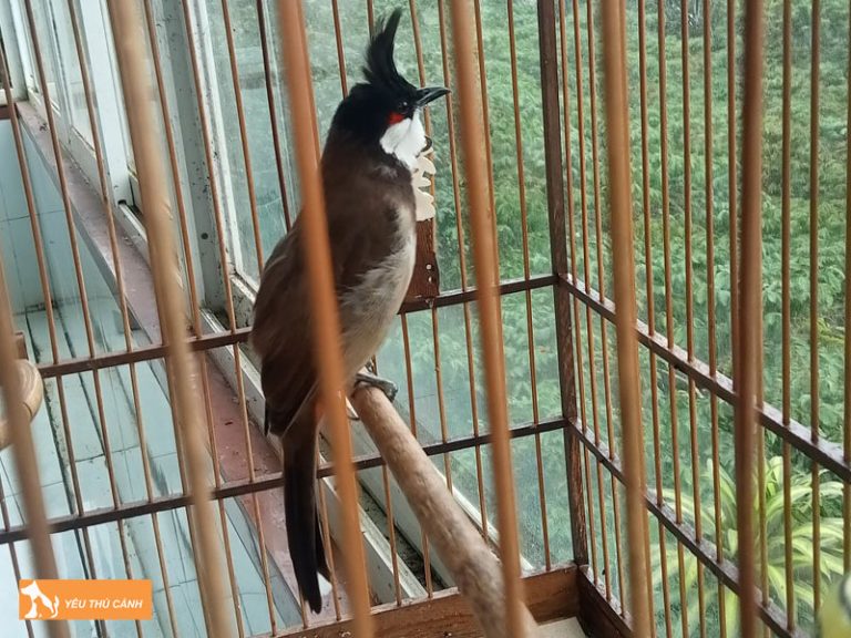 Cách tập chào mào bổi ăn cám hiệu quả cho người mới | Thucanh