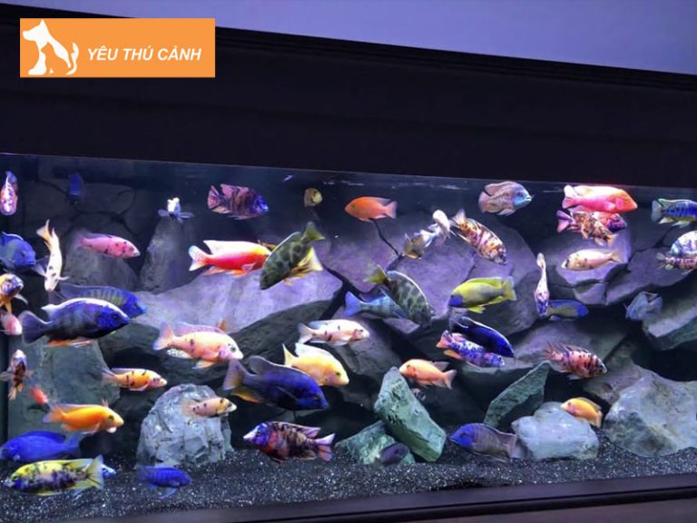 Cá Ali là gì? Cá Ali nuôi chung được với cá nào? Cách nuôi, chăm sóc