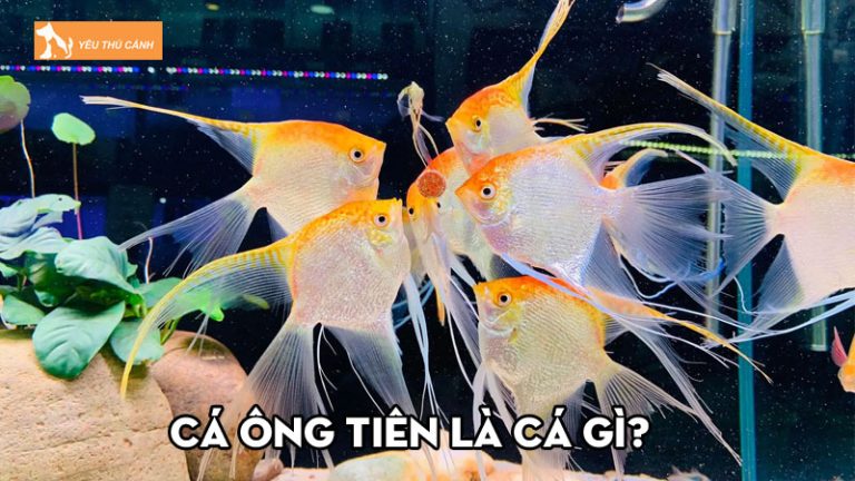 Cá chọi chiến Nghi Tàm | Đặc điểm và cách nuôi cá khỏe đẹp | Thucanh