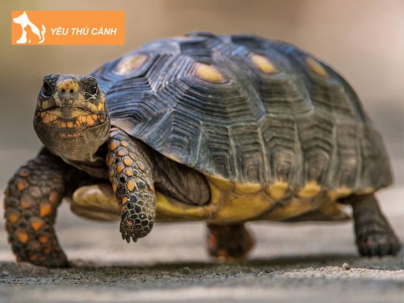 Tra cứu cách phân biệt rùa và baba chuẩn nhất, đơn giản nhất | Thucanh