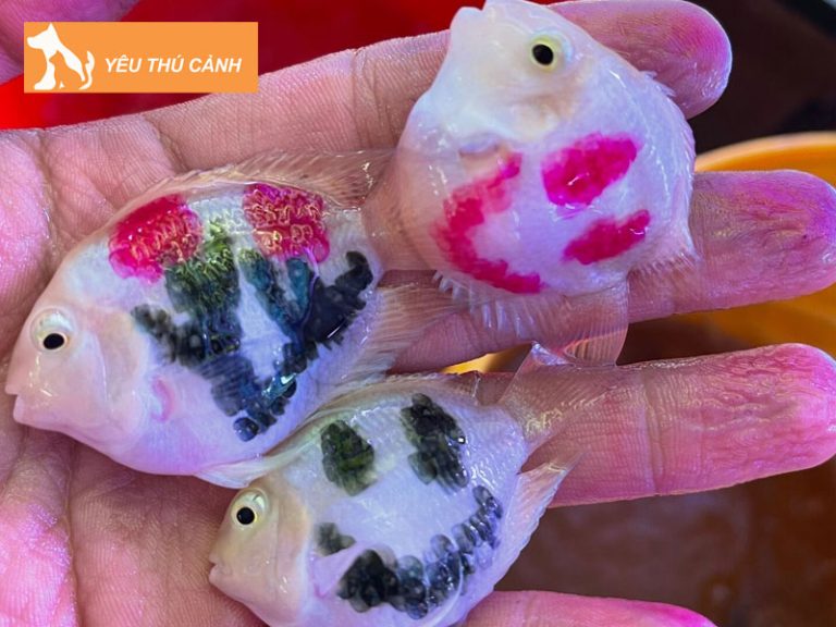 Cách nuôi và chăm sóc cá Két Panda ở giai đoạn sinh sản | Thucanh.vn