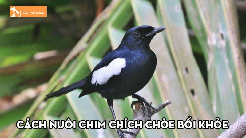 Chia sẻ cách nuôi chim chích chòe bổi khỏe mạnh, hót hay | Thucanh