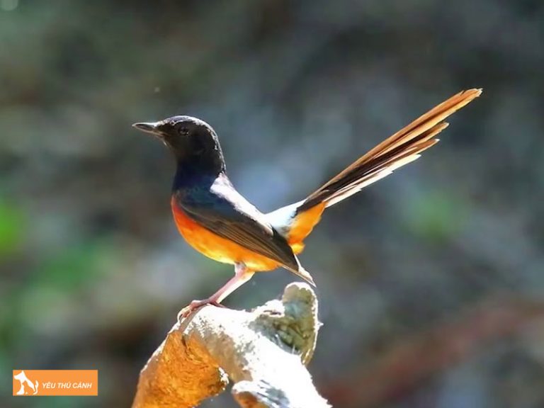 Chim chích chòe là gì? Đặc điểm và phân loại các giống nổi bật | Thucanh