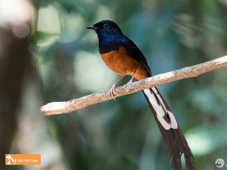 Chim chích chòe là gì? Đặc điểm và phân loại các giống nổi bật | Thucanh