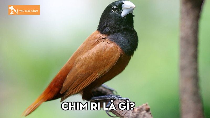 Chim ri là gì? Cách nuôi và mẹo bẫy chim ri hiệu quả cho anh em