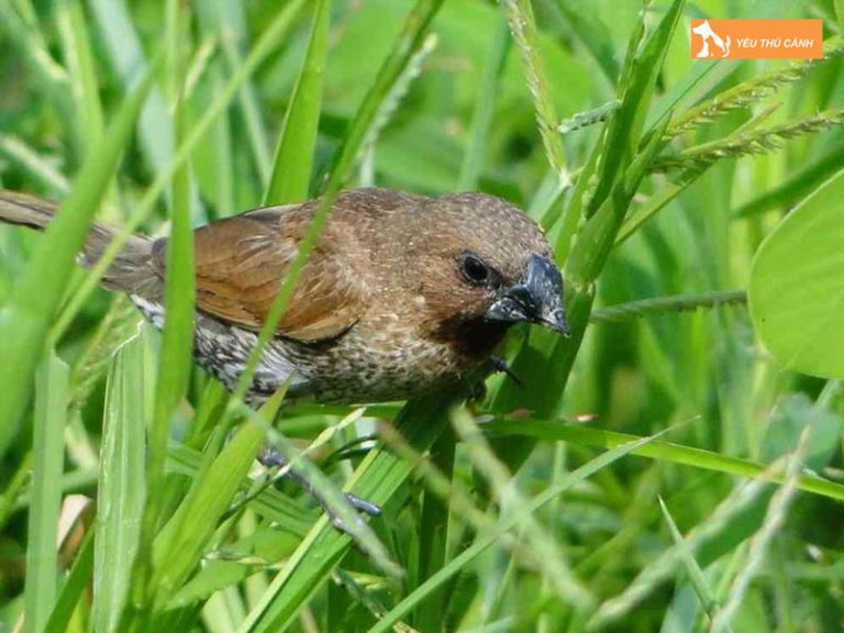 Chim ri là gì? Cách nuôi và mẹo bẫy chim ri hiệu quả cho anh em