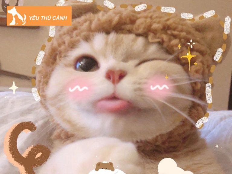 Vì sao mèo lè lưỡi? Phân tích các trạng thái khi mèo lè lưỡi | Thucanh