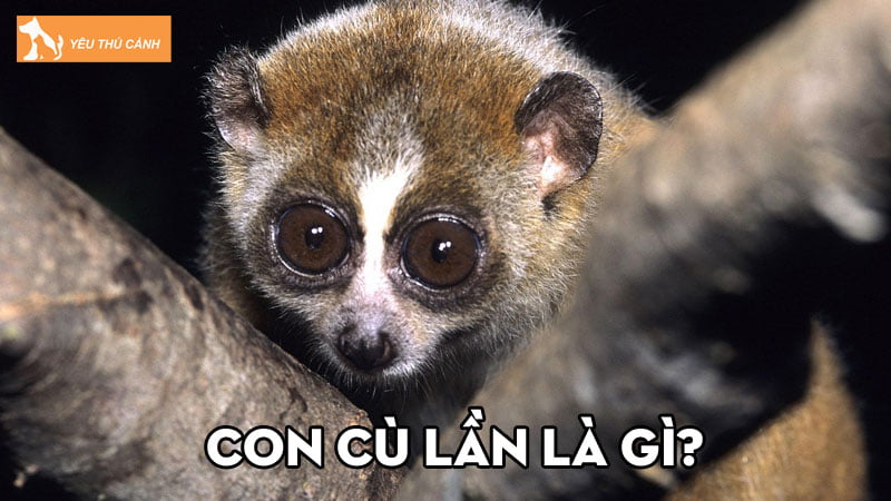 Con cù lần là gì? Những điều về con cù lần bạn nên biết | Thucanh